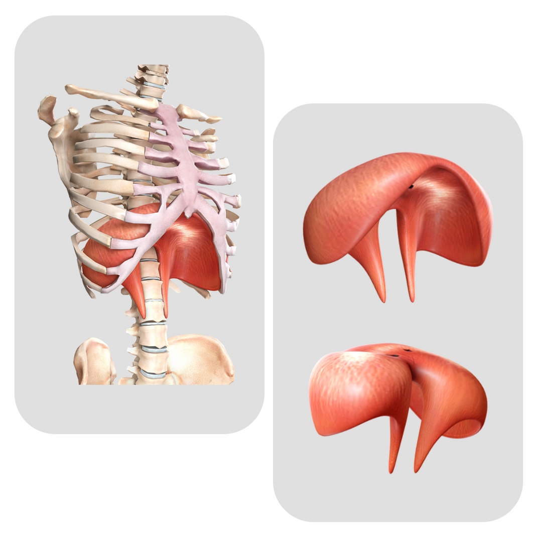 The Relaxator Breath Trainer - Instant Stress Reduction – Conscious ...